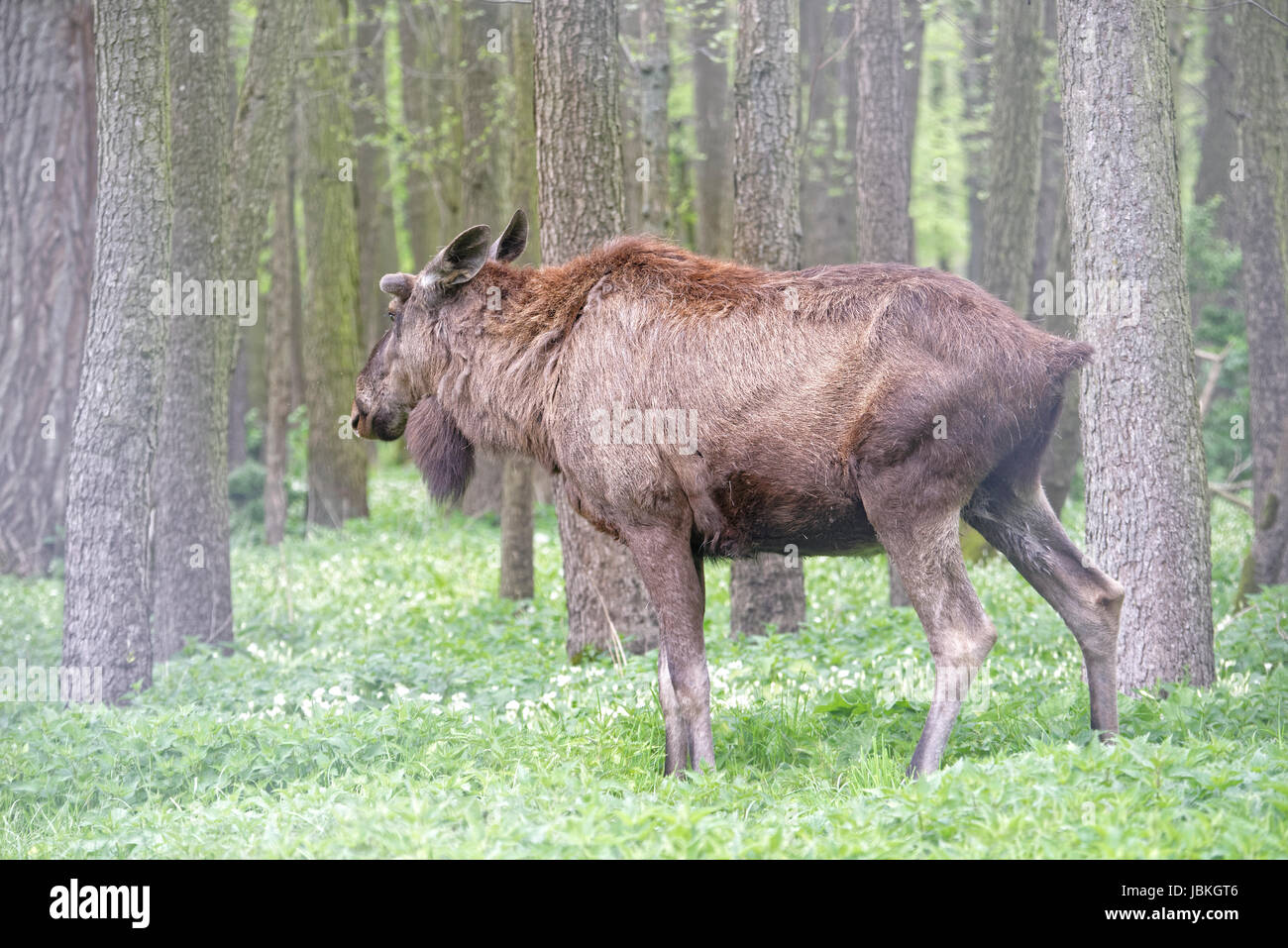 Eurasian elk (Europe),Deer,Sikawild Stock Photo - Alamy