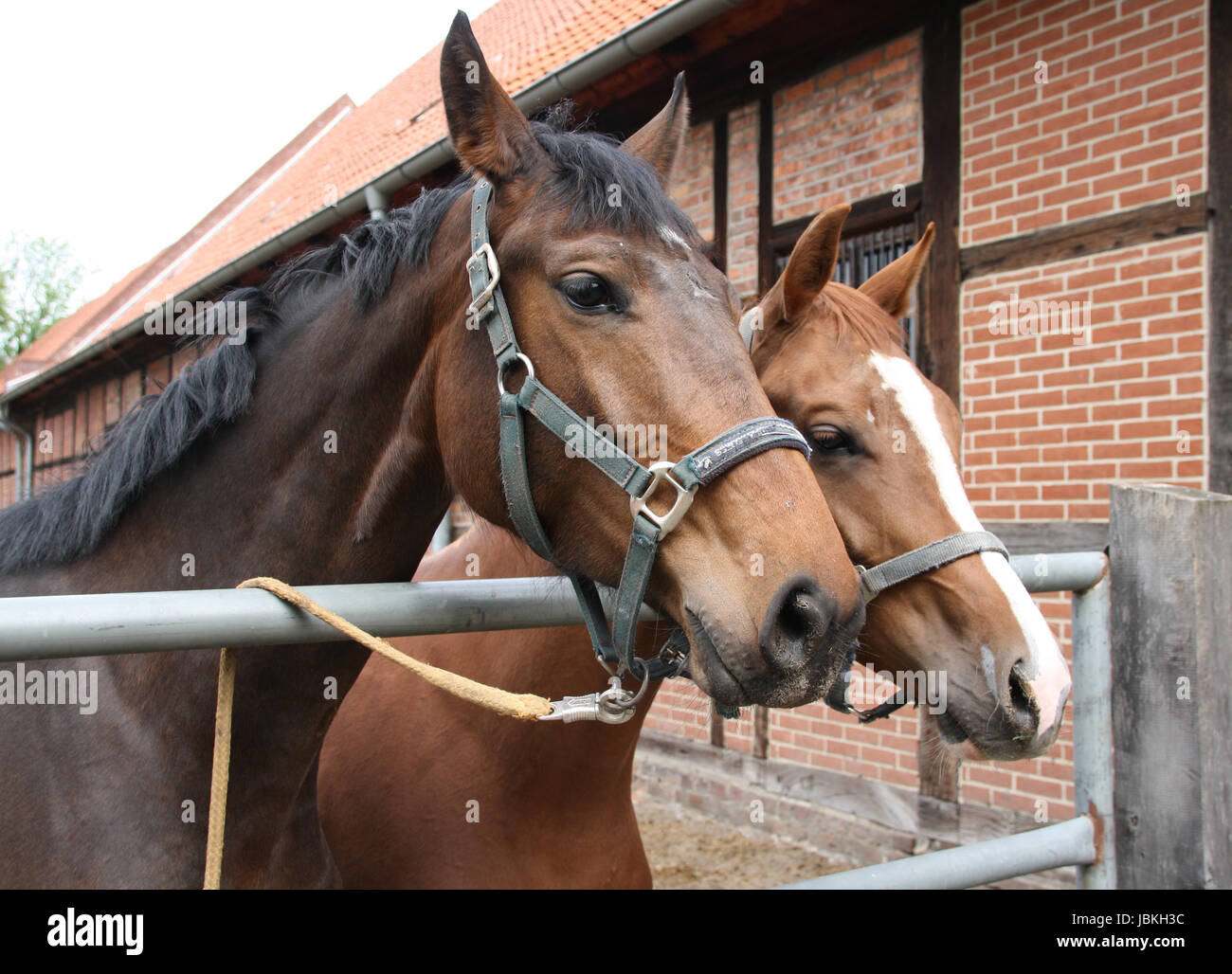 Hanoverian symbol hi-res stock photography and images - Alamy