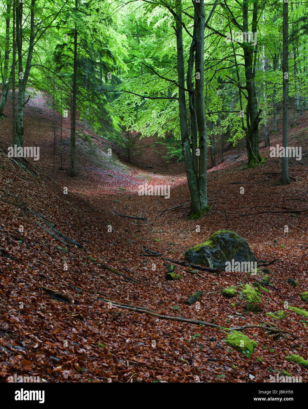 He must come through this hollow way Stock Photo - Alamy