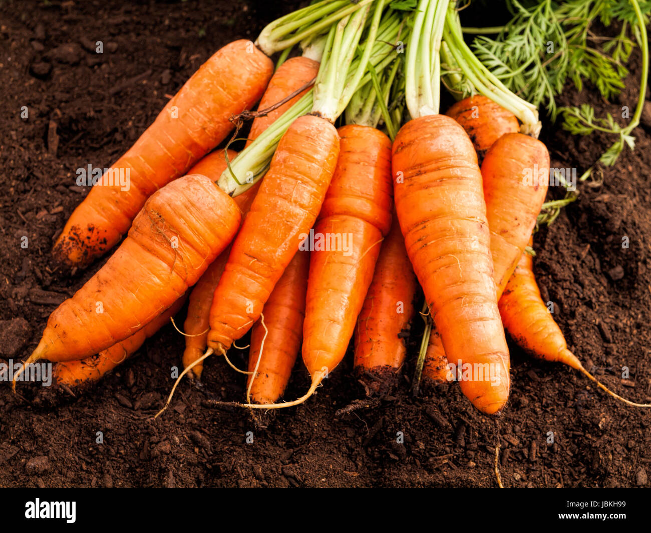 fresh harvested carrots on the ground Stock Photo - Alamy