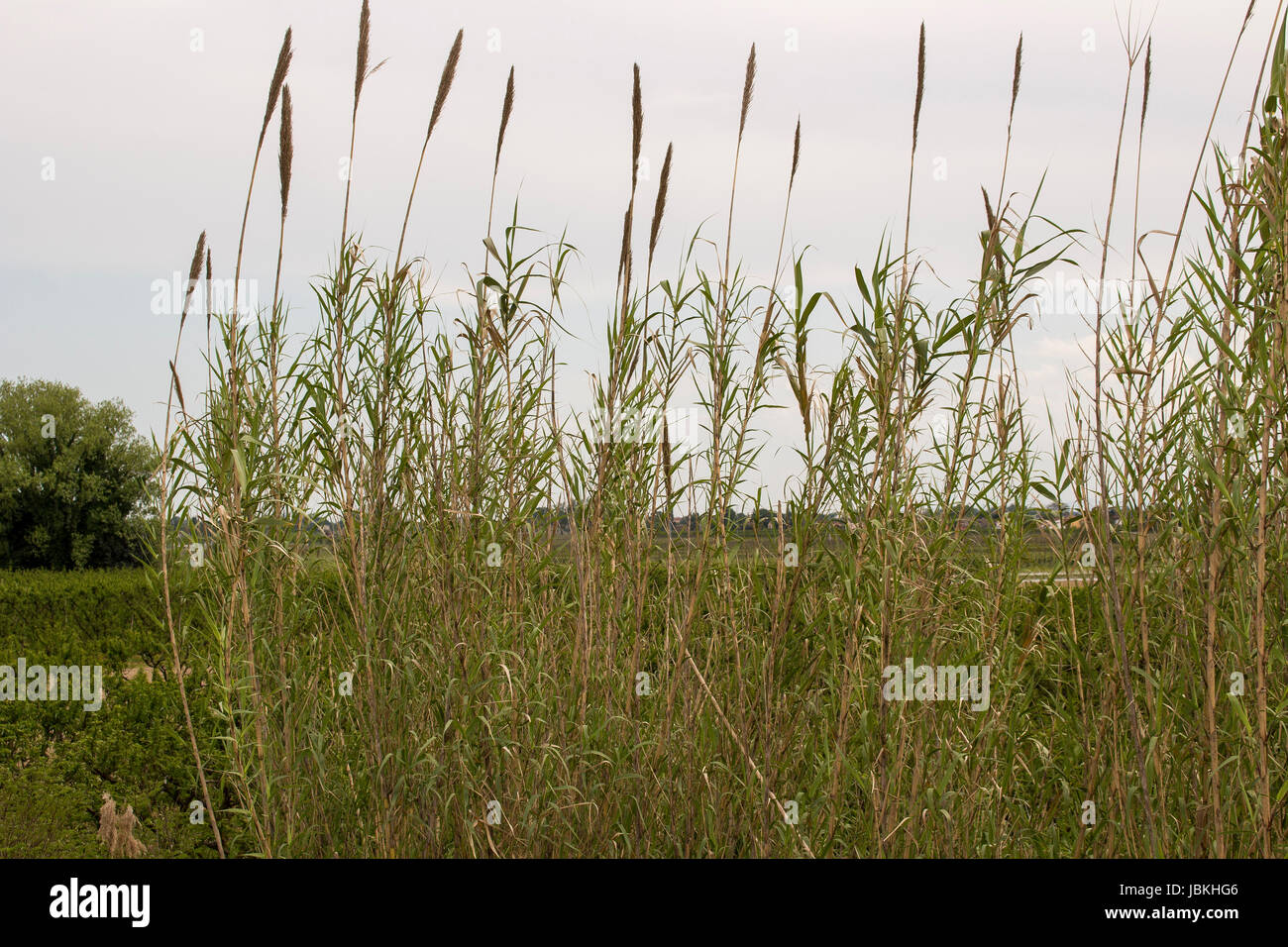Carrizo cane hi-res stock photography and images - Alamy