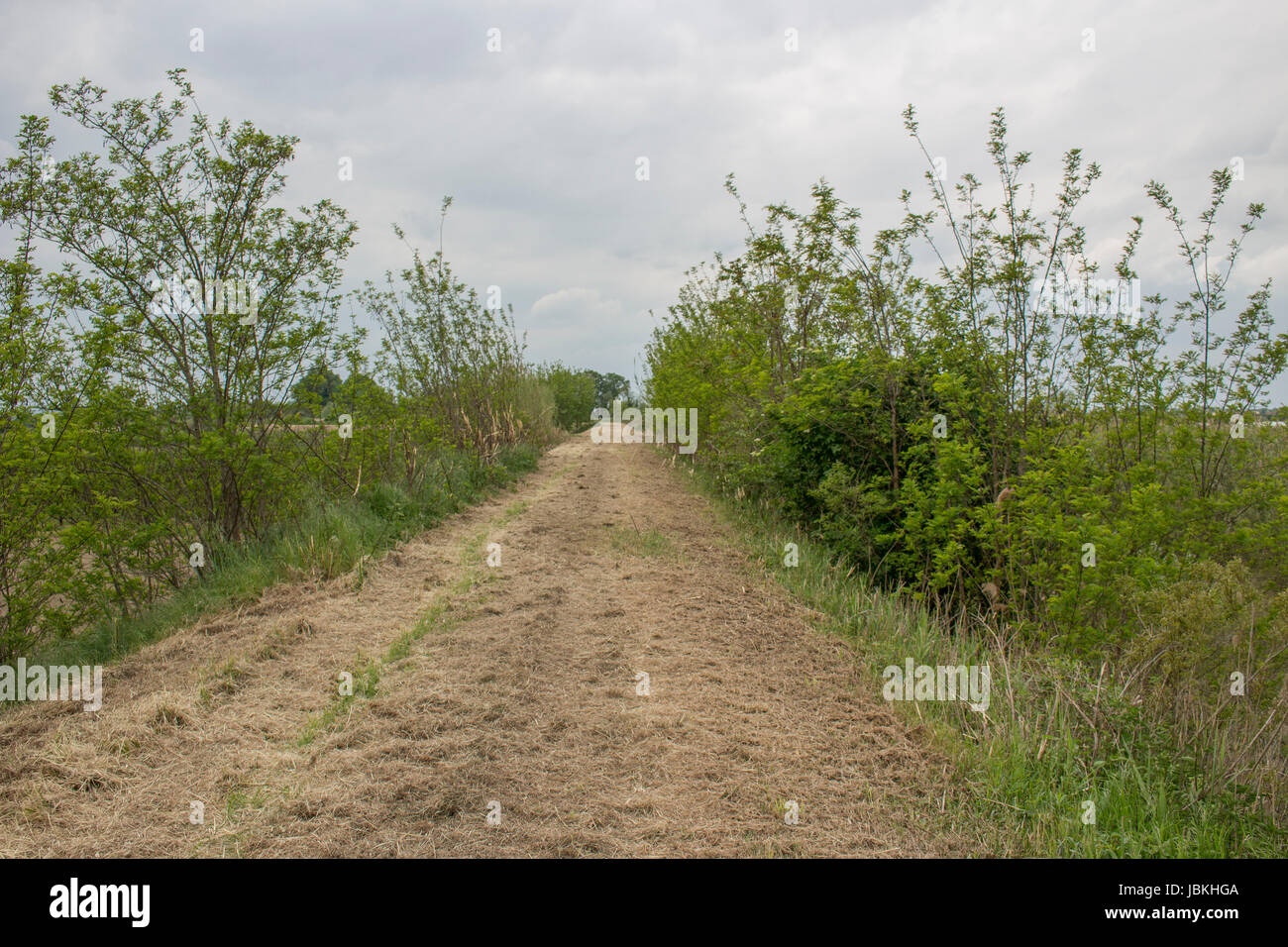 Walking on dry grass on the embankment of the senio river in Italian ...