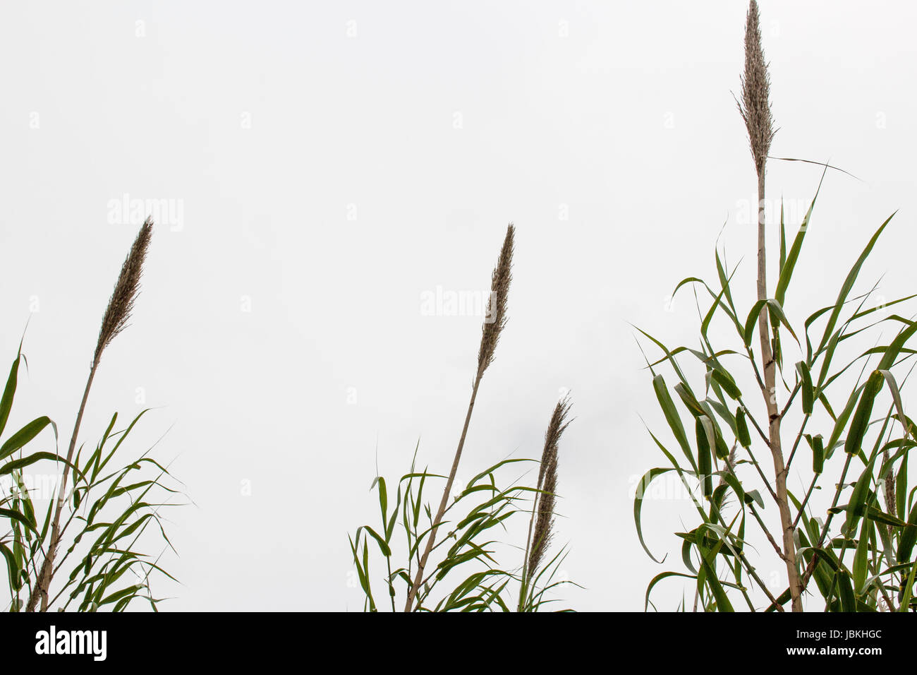 Carrizo cane hi-res stock photography and images - Alamy