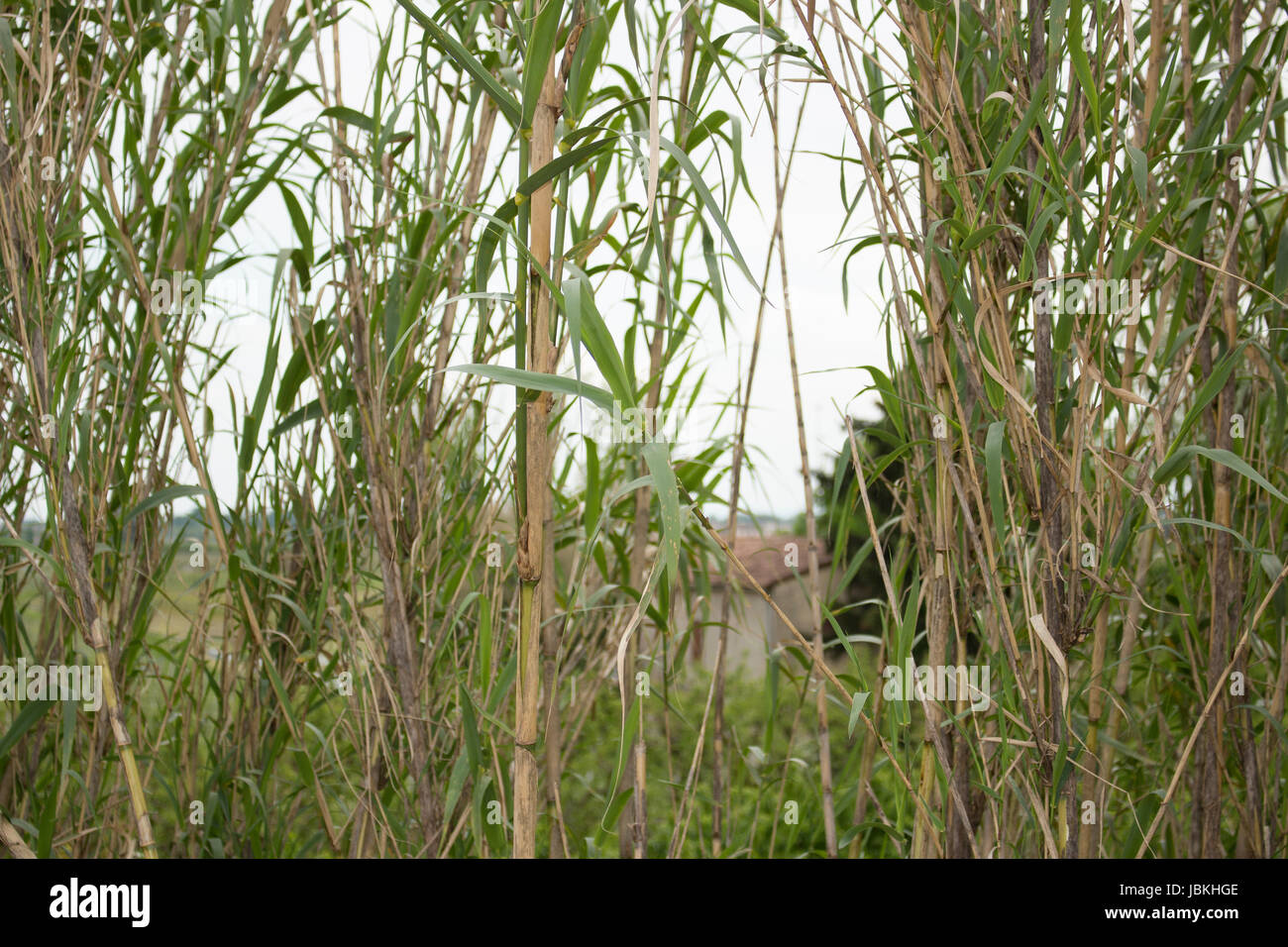 Carrizo cane hi-res stock photography and images - Alamy