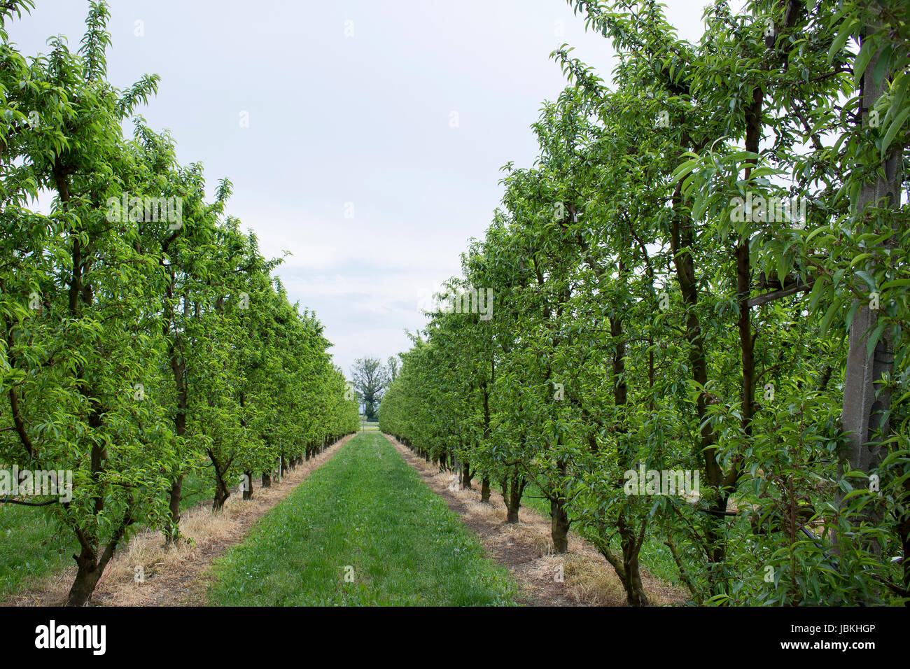 Peach trees rows Stock Photo - Alamy