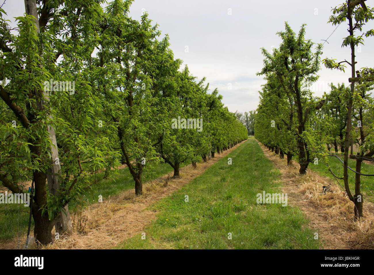 Peach trees rows in an green field: Italian Agriculture Stock Photo - Alamy