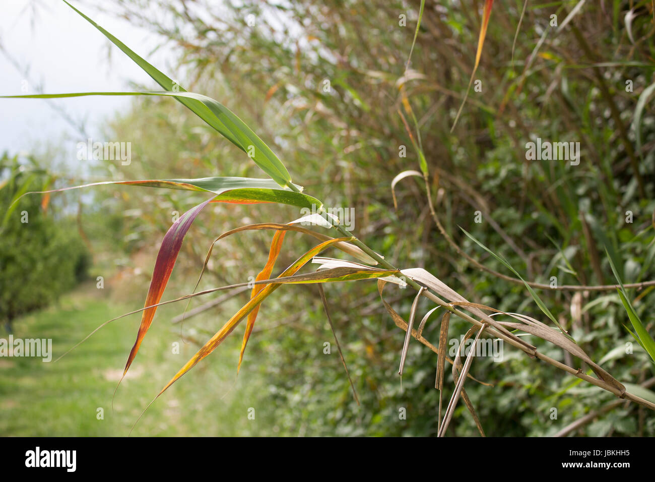 Giant cane on weeds background Stock Photo - Alamy