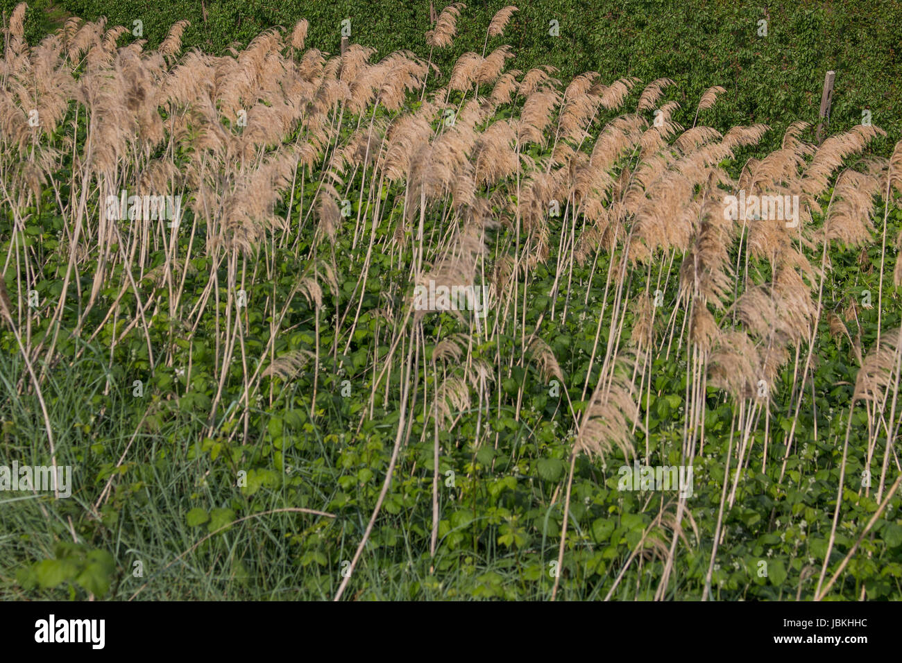 Carrizo Cane High Resolution Stock Photography and Images - Alamy