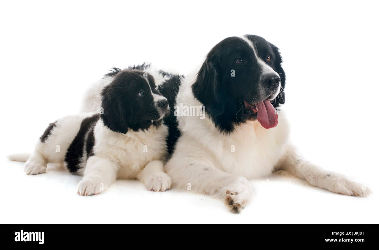 purebred landseer dogs in front of white background Stock Photo - Alamy