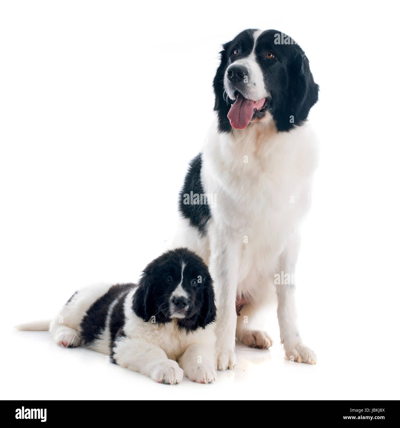 purebred landseer dogs in front of white background Stock Photo - Alamy