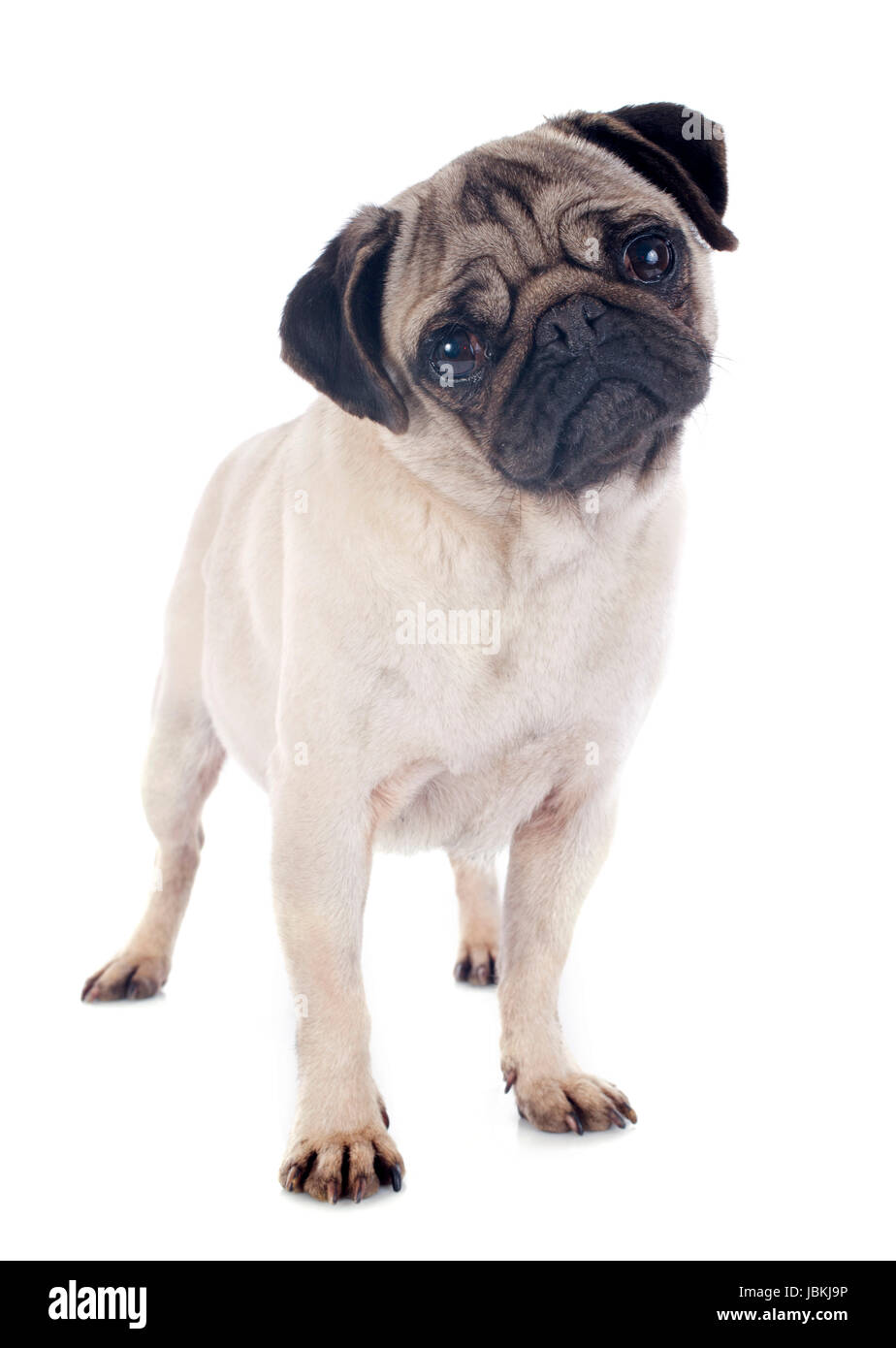 young pug in front of white background Stock Photo - Alamy
