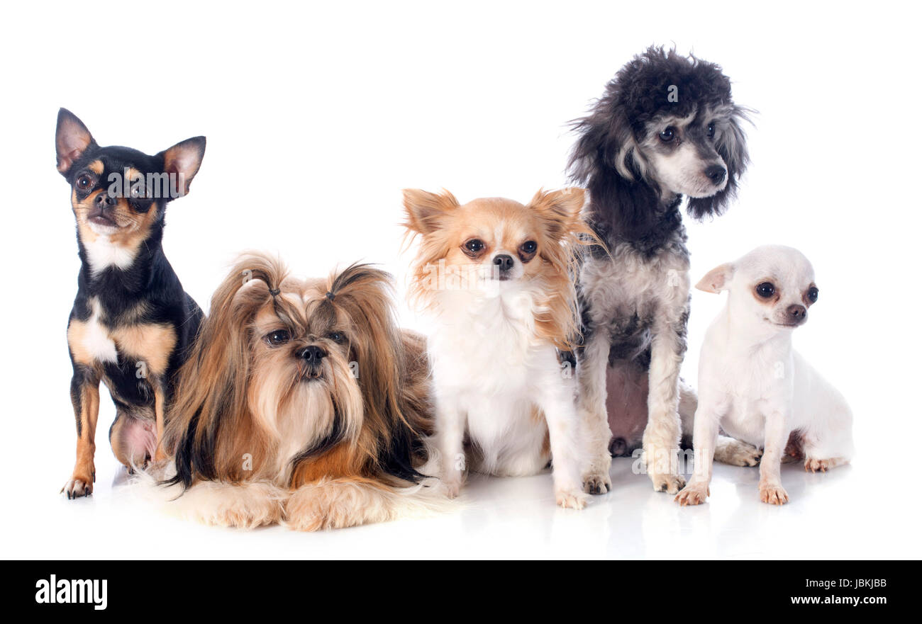 five little dogs in front of white background Stock Photo - Alamy