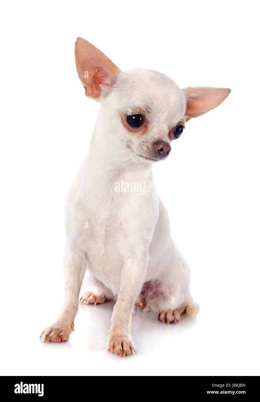 portrait of a cute purebred chihuahua in front of white background ...