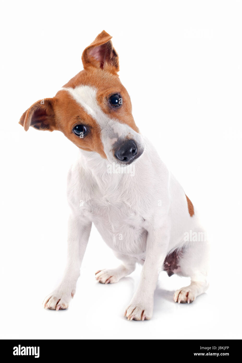 portrait of a purebred jack russel terrier in studio Stock Photo - Alamy