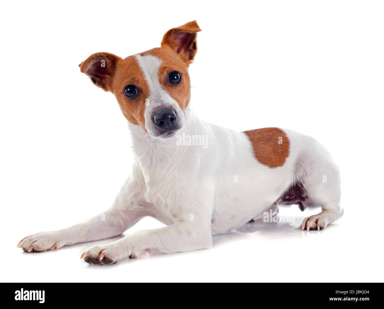 portrait of a purebred jack russel terrier in studio Stock Photo - Alamy
