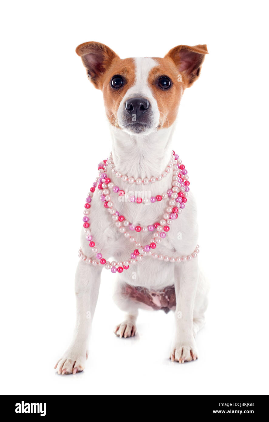 portrait of a purebred jack russel terrier in studio Stock Photo - Alamy