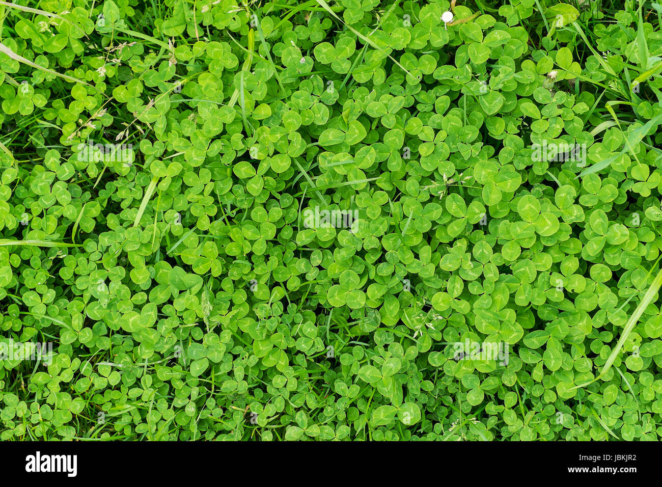 close up of green clover and grass Stock Photo - Alamy