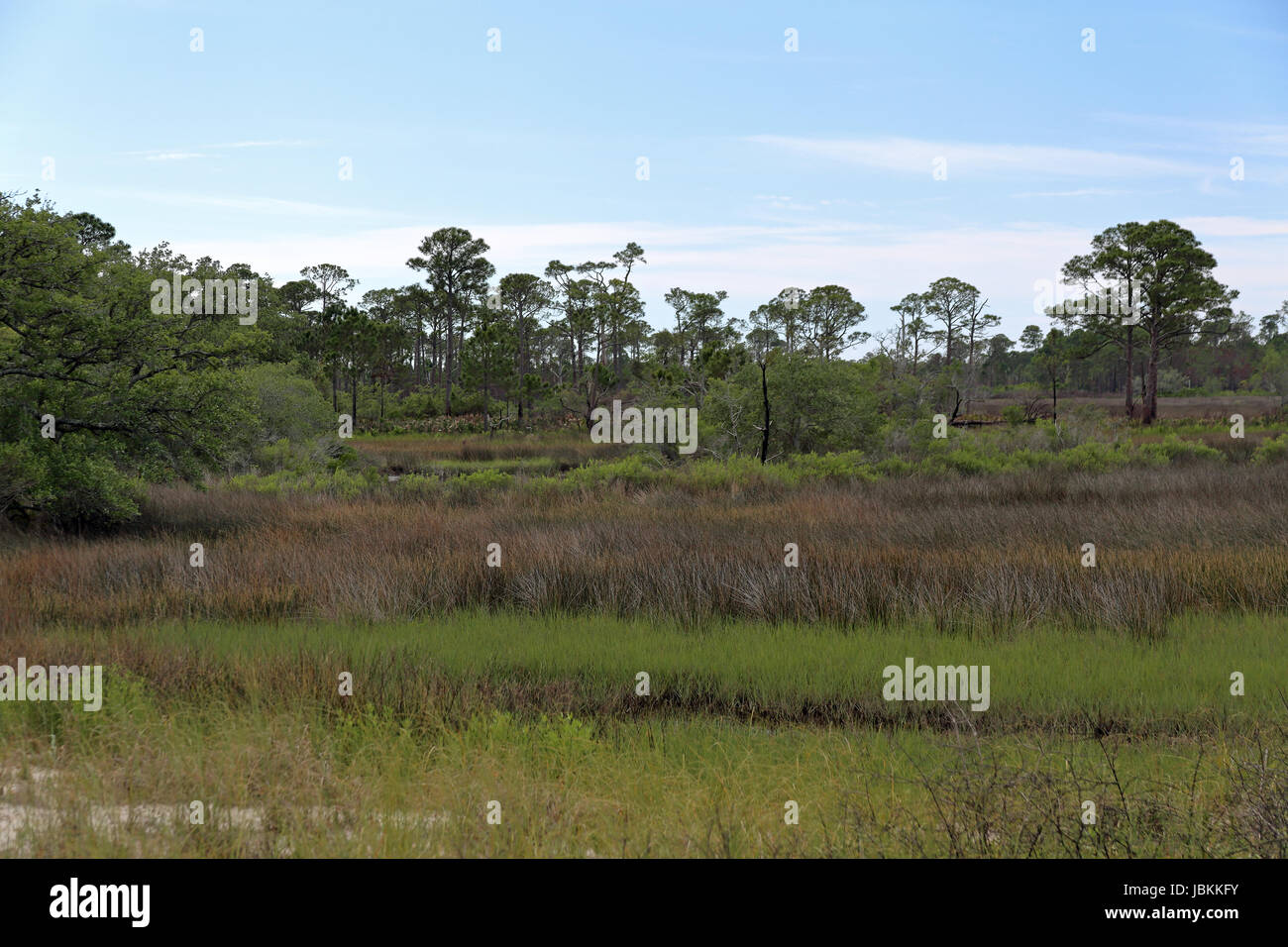 Trees and grasses in a saltwater marsh along Florida's gulf coast Stock ...