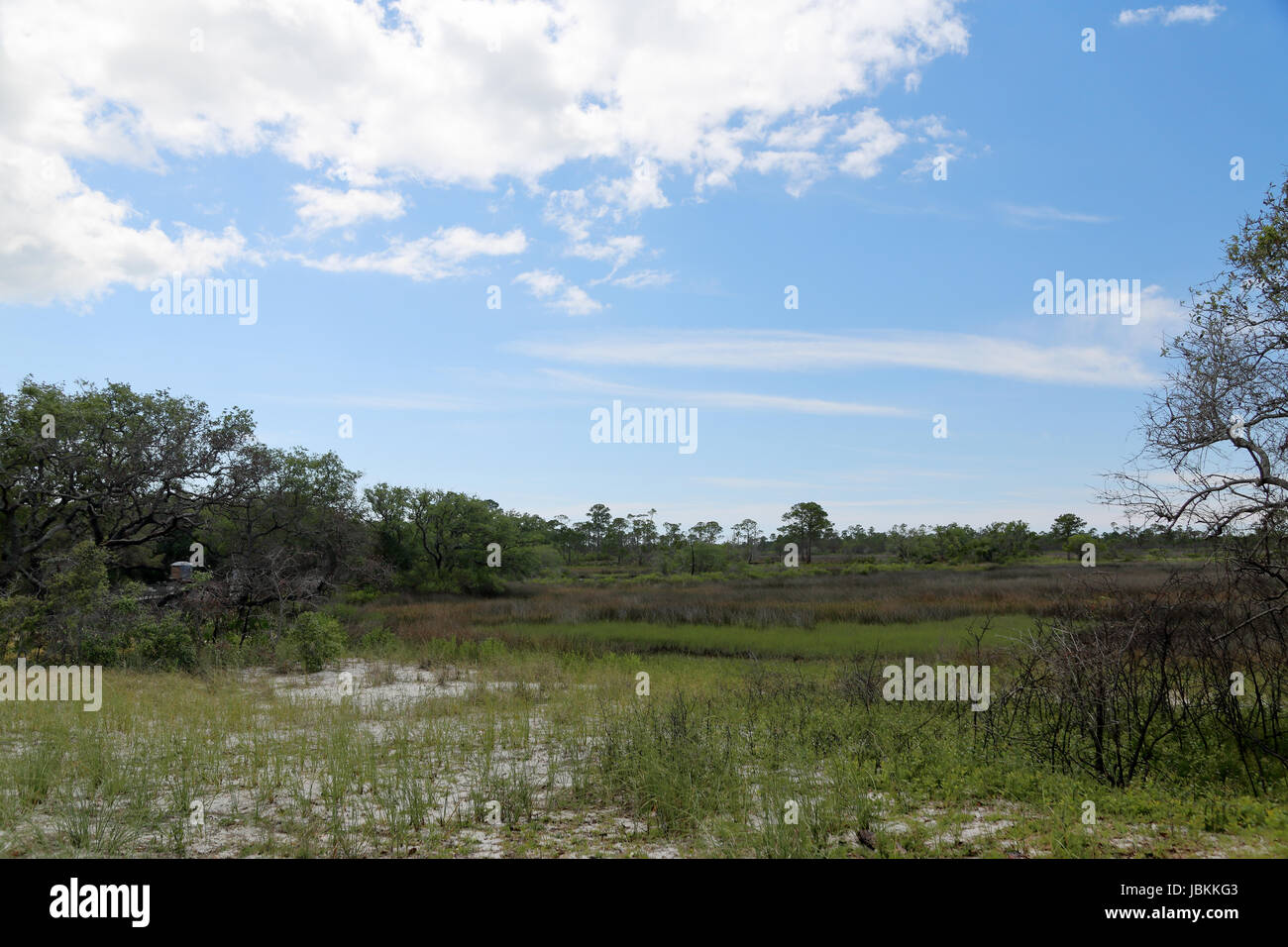 Trees and grasses in a saltwater marsh along Florida's gulf coast Stock ...