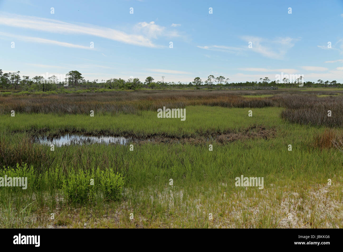 Trees and grasses in a saltwater marsh along Florida's gulf coast Stock ...