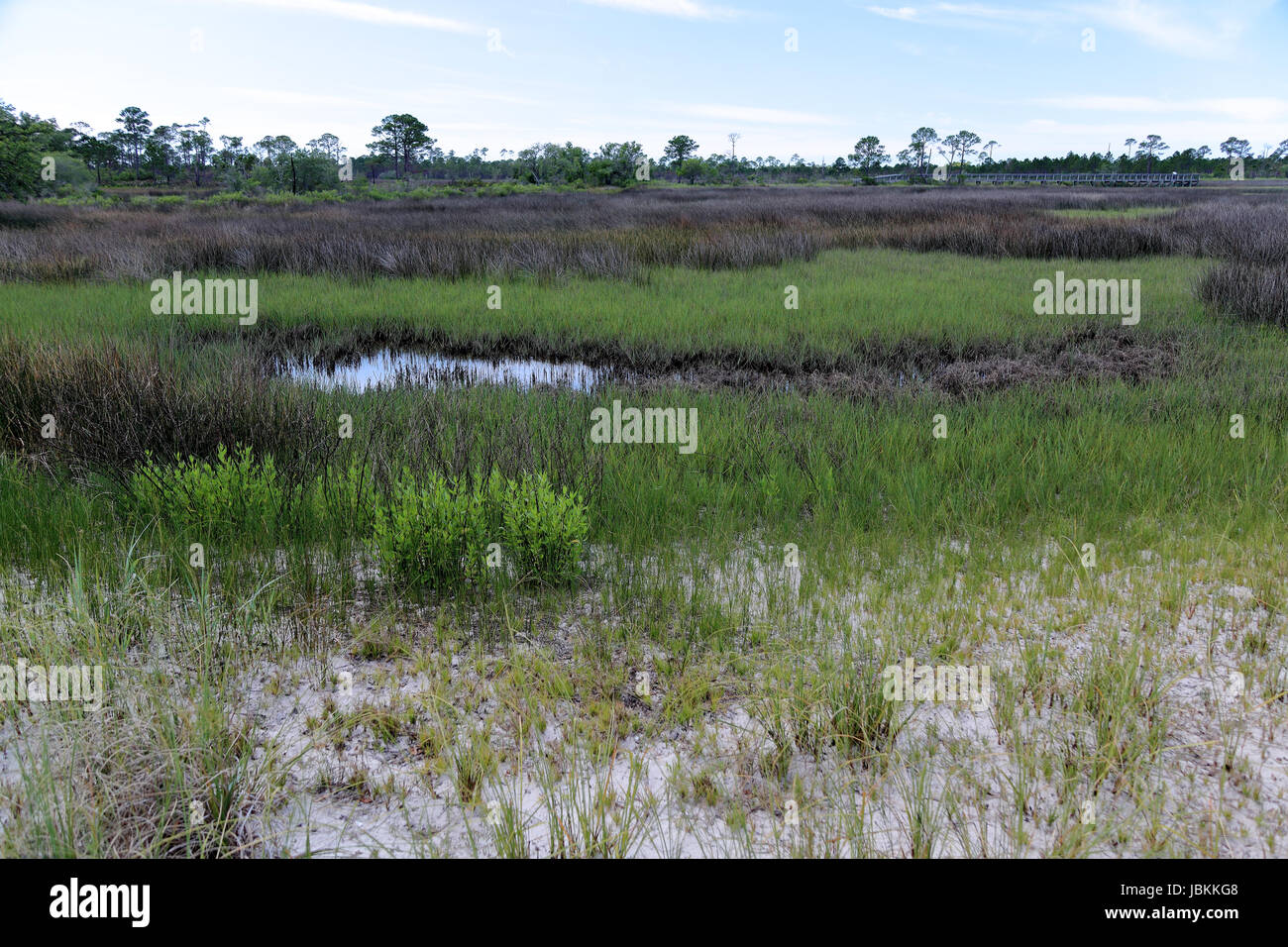 Wetland marsh grasses trees hi-res stock photography and images - Alamy