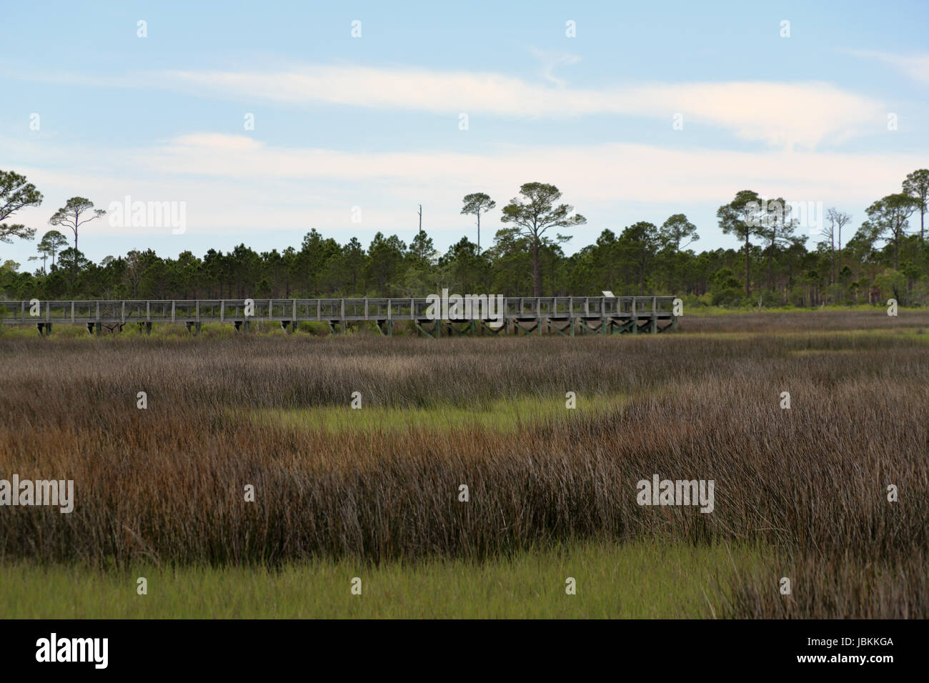 A Boardwalk through trees and grasses in a saltwater marsh in Florida ...