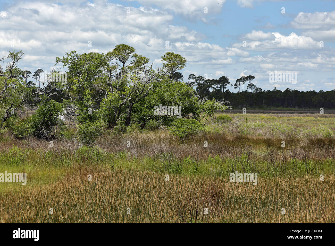 Trees and grasses in a saltwater marsh along Florida's gulf coast Stock ...