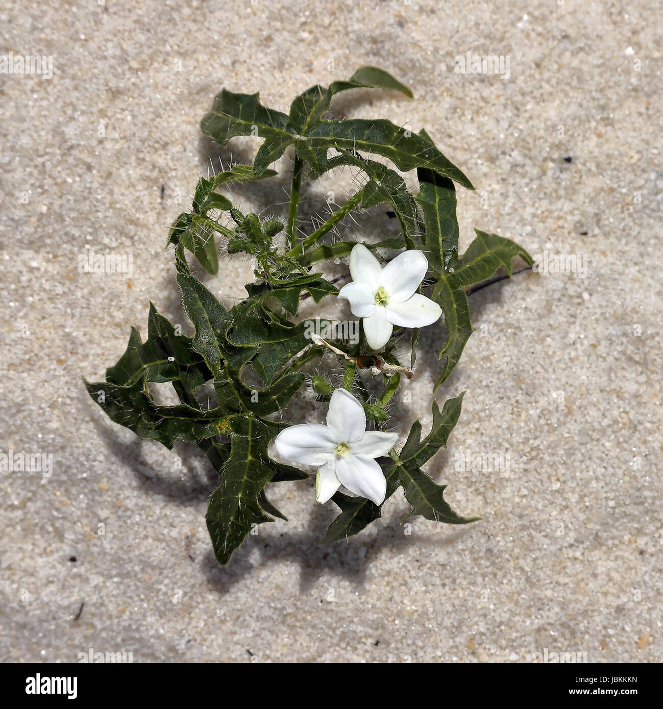 Closeup of white flower on beach from above Stock Photo - Alamy