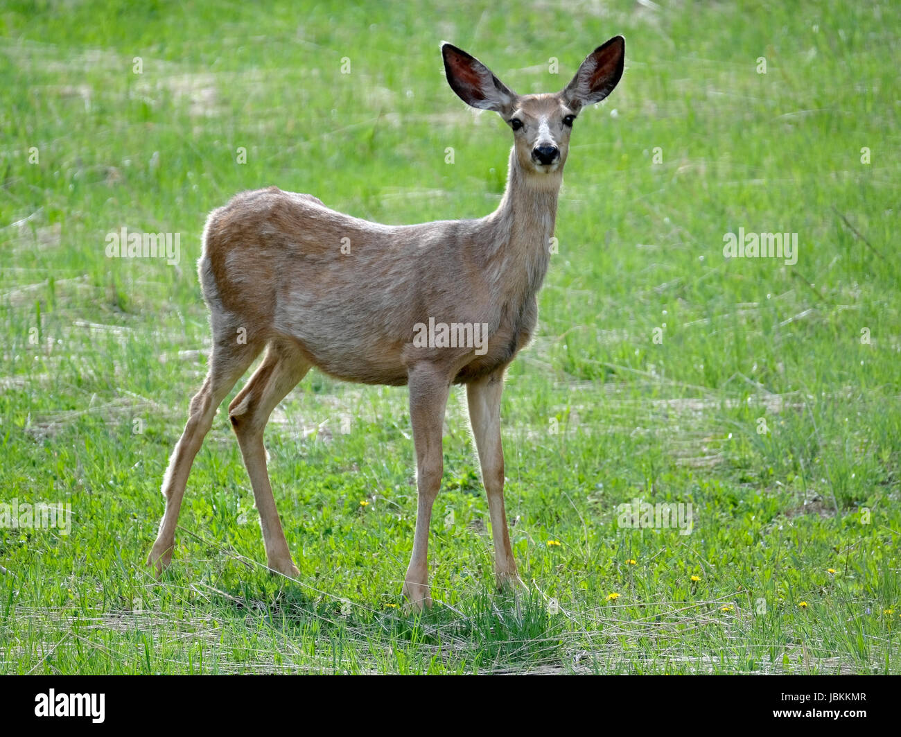 Mule Deer (Odocoileus hemionus), Yellowstone National Park, Wyoming ...