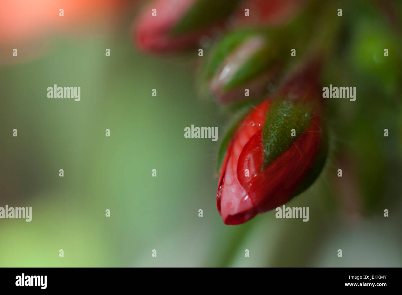 Buds of a burgeoning geranium Stock Photo - Alamy