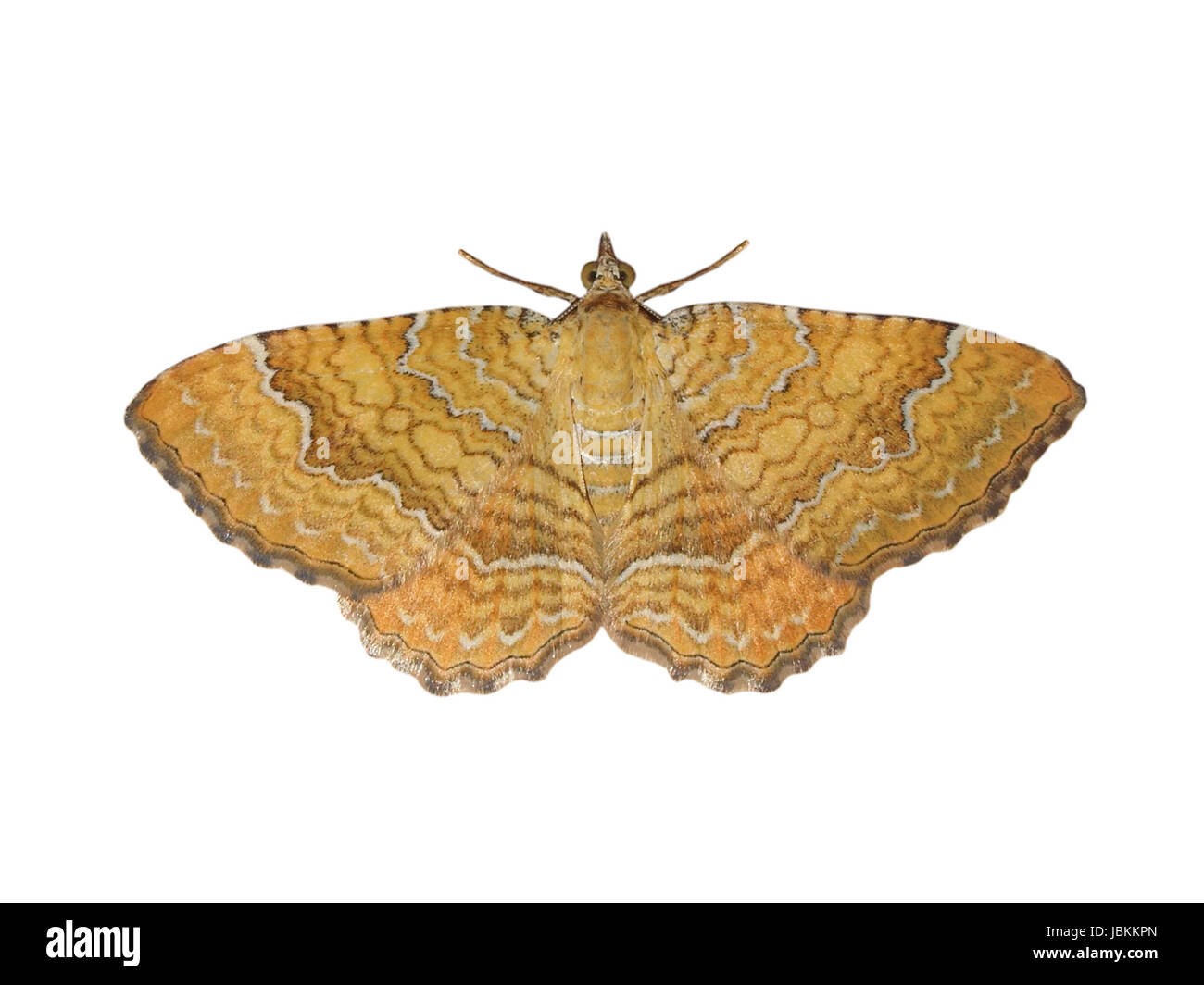 Moth butterfly insect in the order of Lepidoptera isolated over white ...