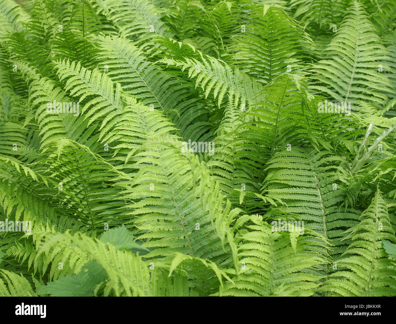 Pteridophyta Examples Pteridophyta Characteristics, Life Cycle,