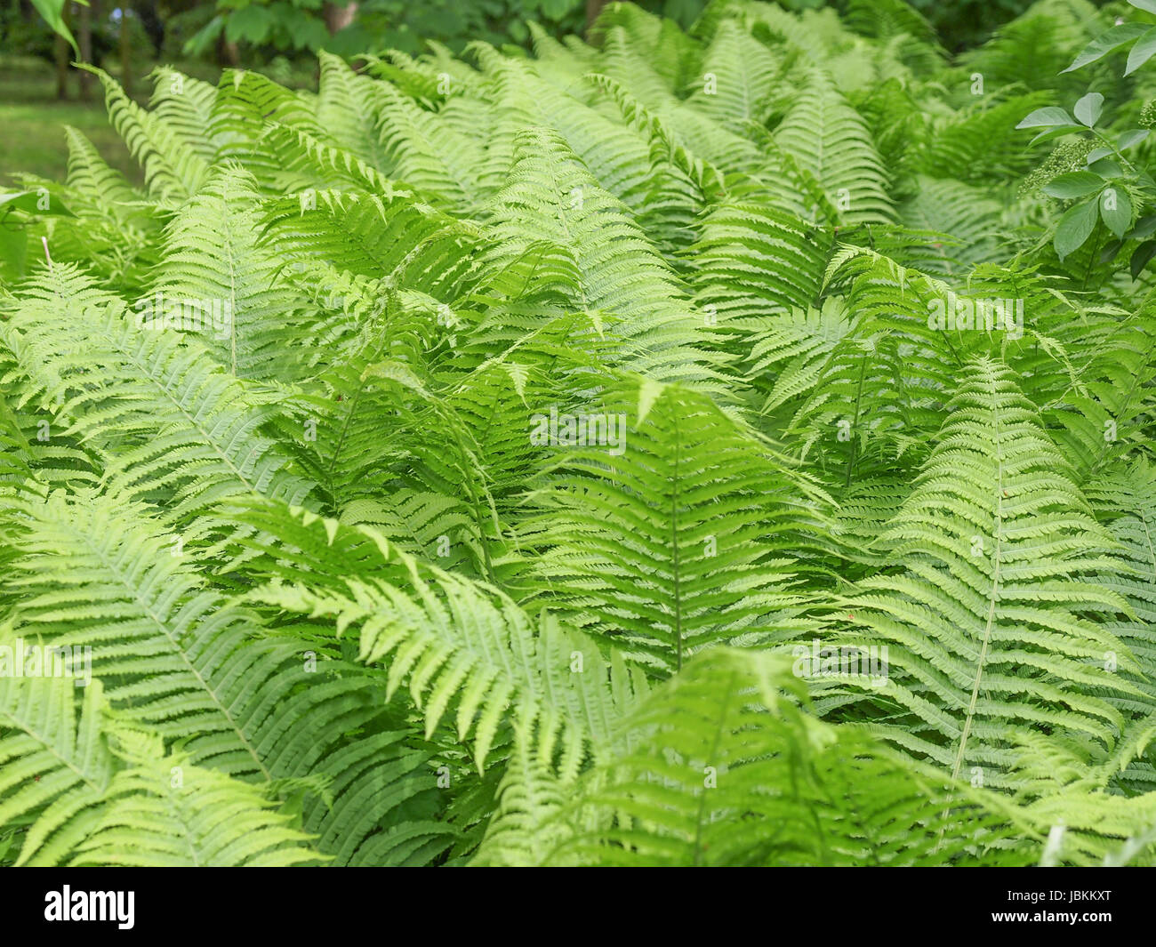 Pteridophytes High Resolution Stock Photography and Images - Alamy