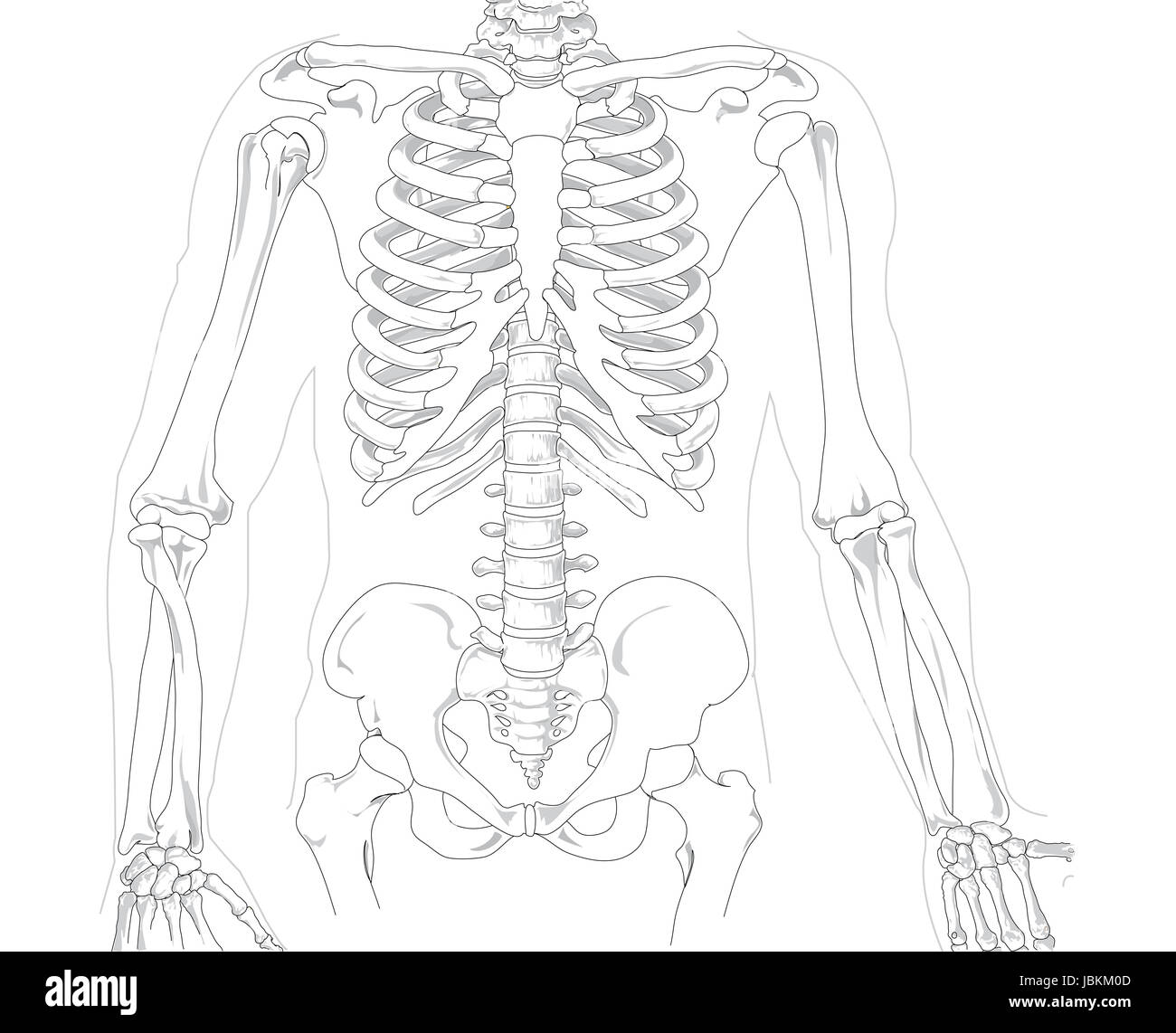 Body section. Skeleton, anatomy and medical illustration Stock Photo ...