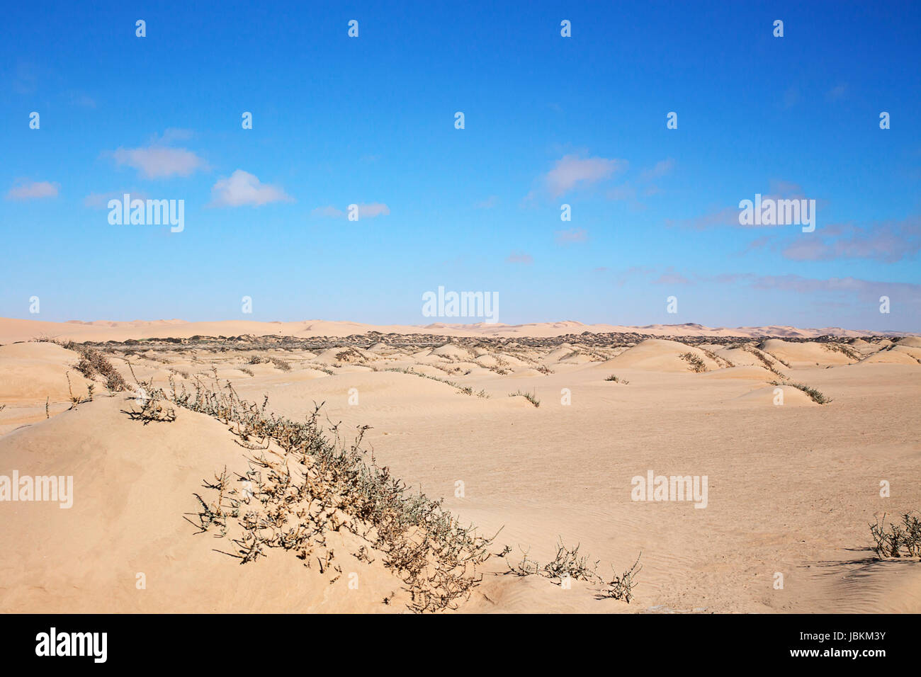 Sandwich harbour namibia animal hi-res stock photography and images - Alamy