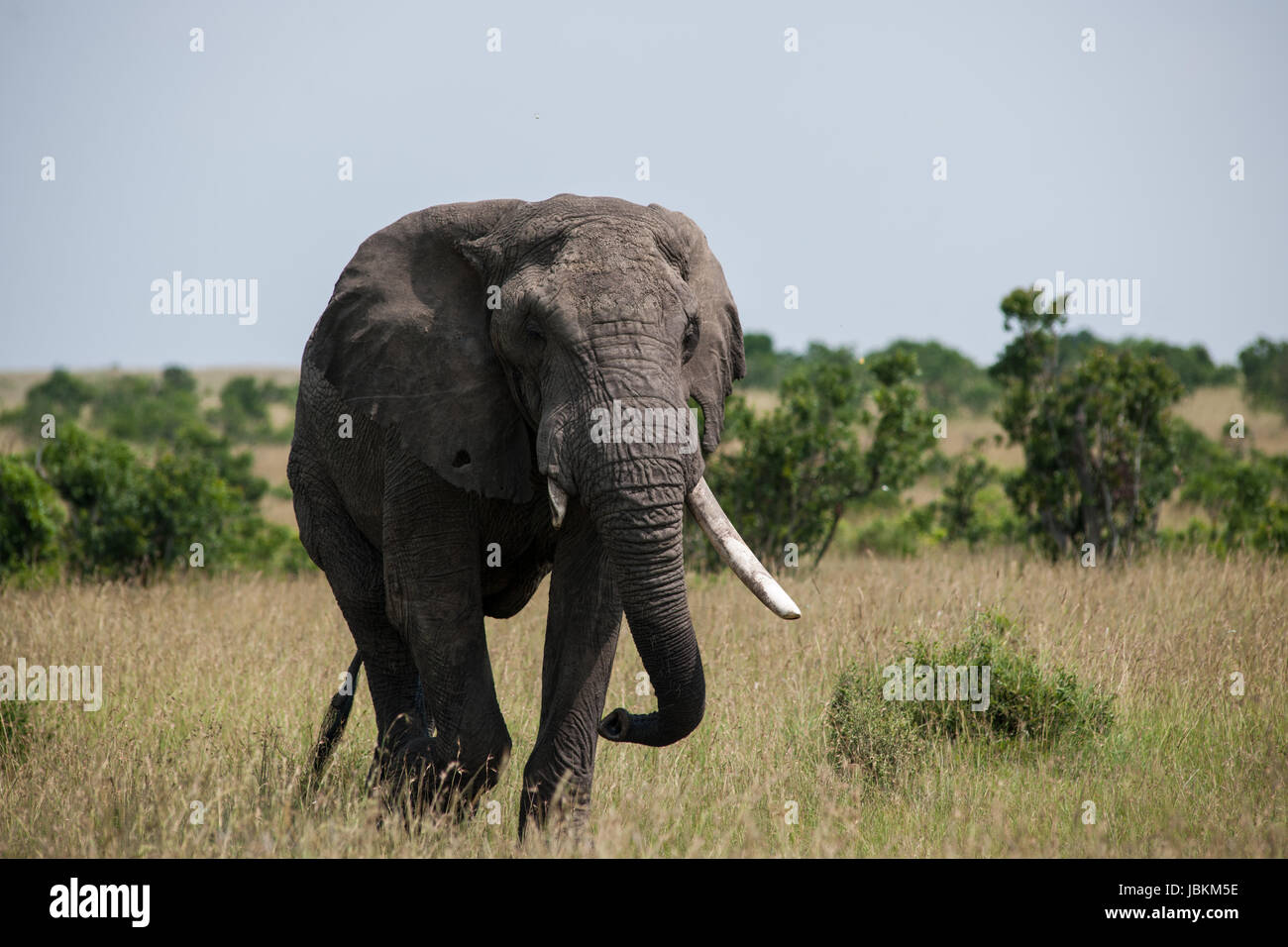 elephant in the savannah of africa Stock Photo - Alamy