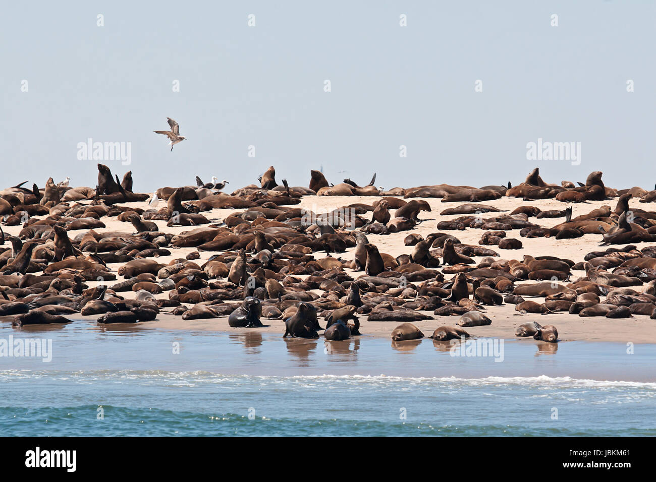 Pelican Point Namibia Desert High Resolution Stock Photography and ...
