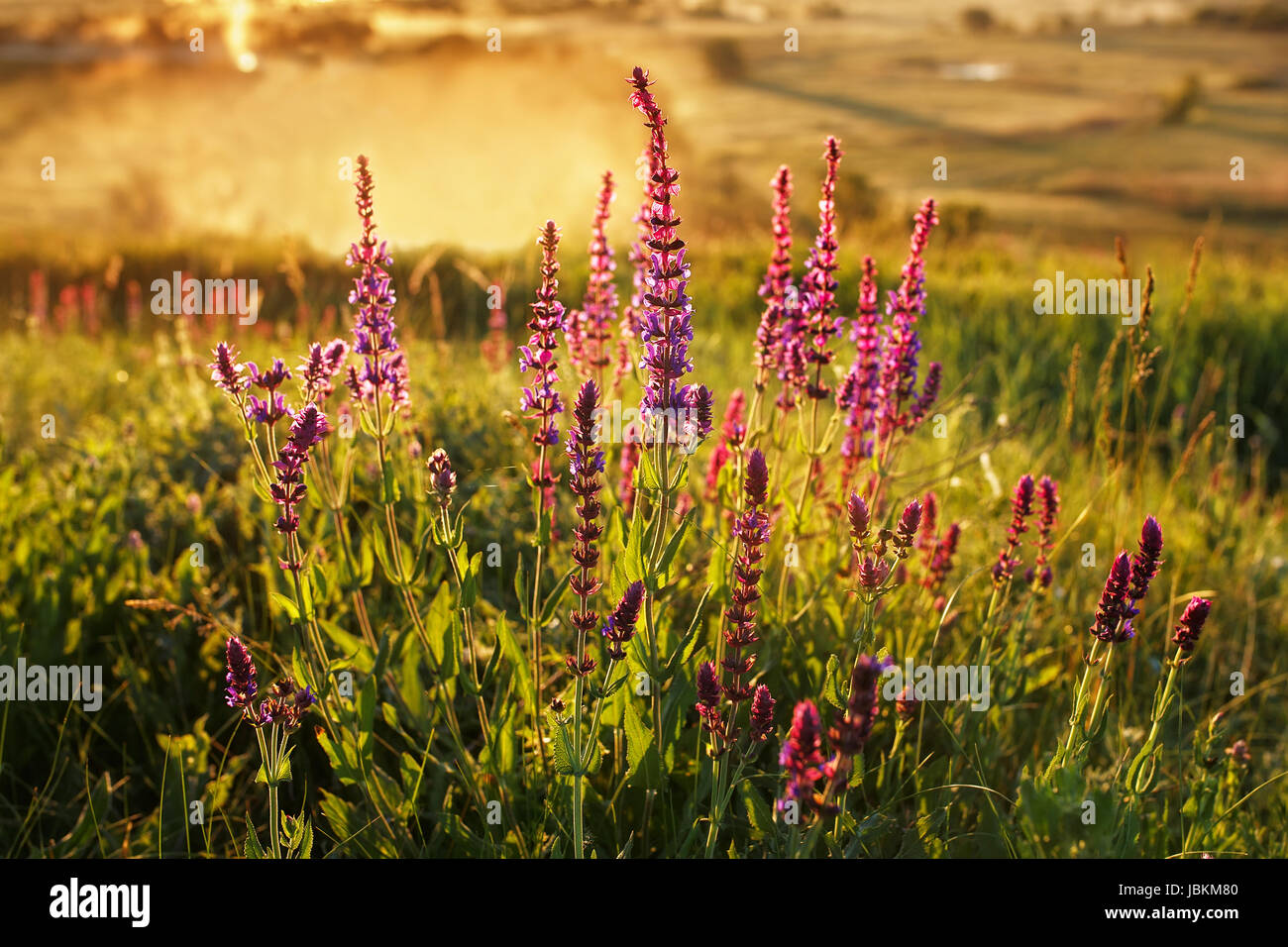 Sage steppe hi-res stock photography and images - Alamy