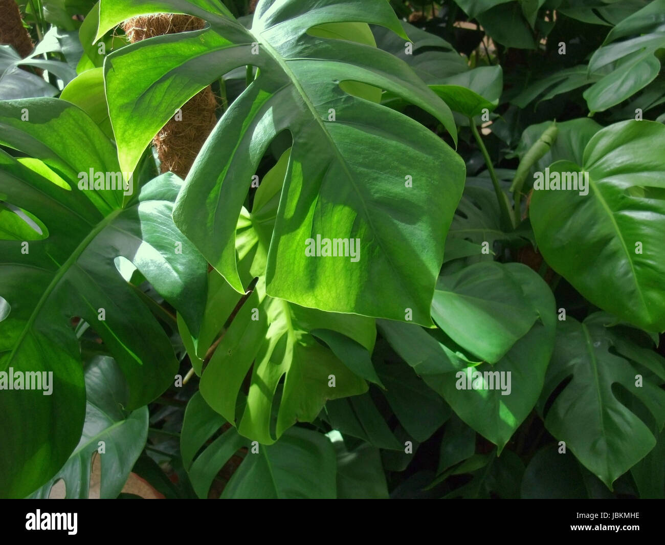 dense vegetation of foliage plants Stock Photo - Alamy