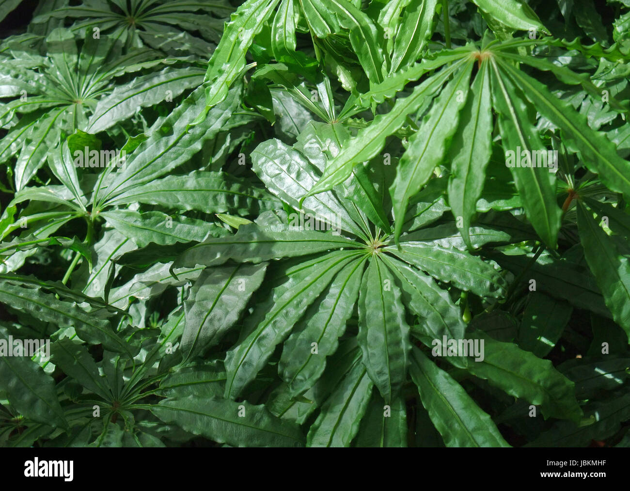 dense vegetation of foliage plants Stock Photo - Alamy