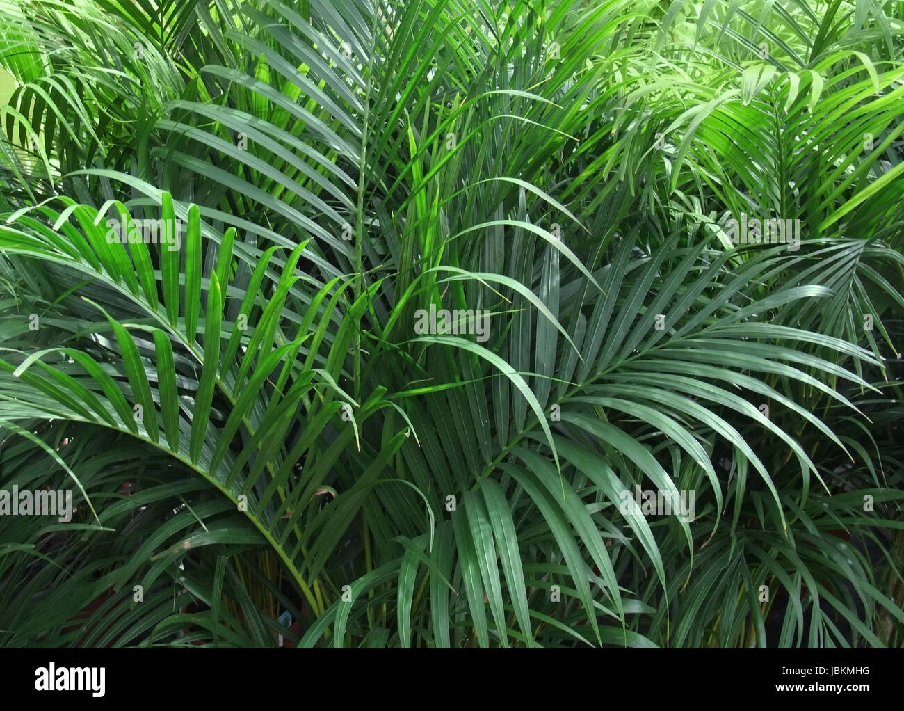 dense vegetation of foliage plants Stock Photo - Alamy
