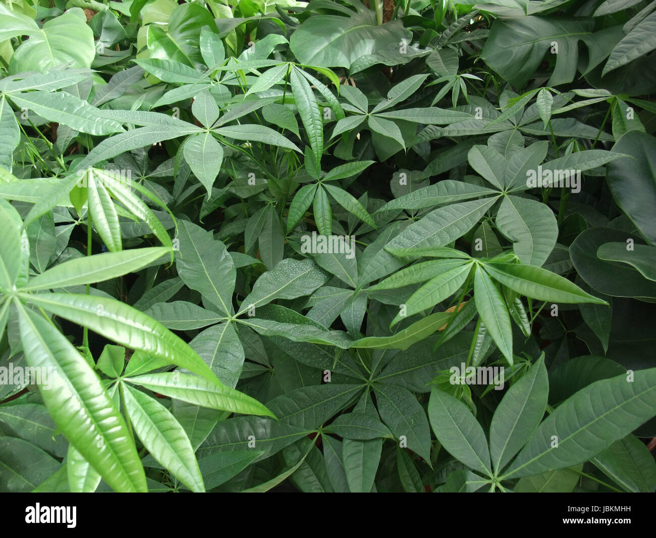 dense vegetation of foliage plants Stock Photo - Alamy
