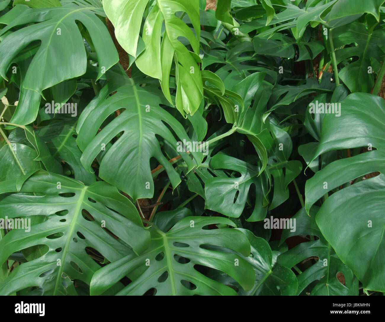 dense vegetation of foliage plants Stock Photo - Alamy