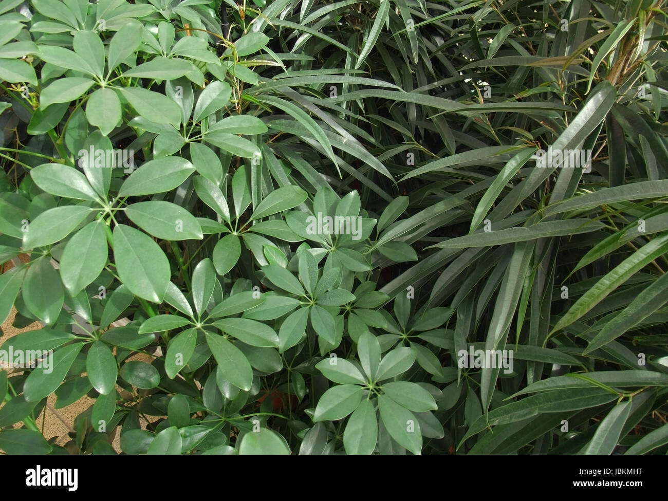 dense vegetation of foliage plants Stock Photo - Alamy