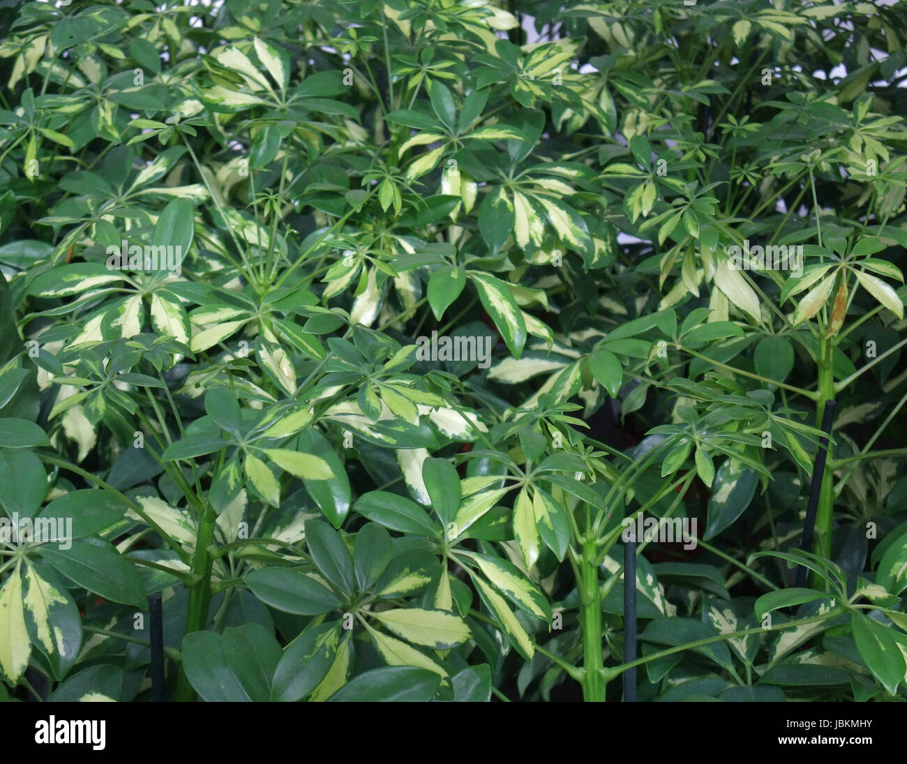 dense vegetation of foliage plants Stock Photo - Alamy