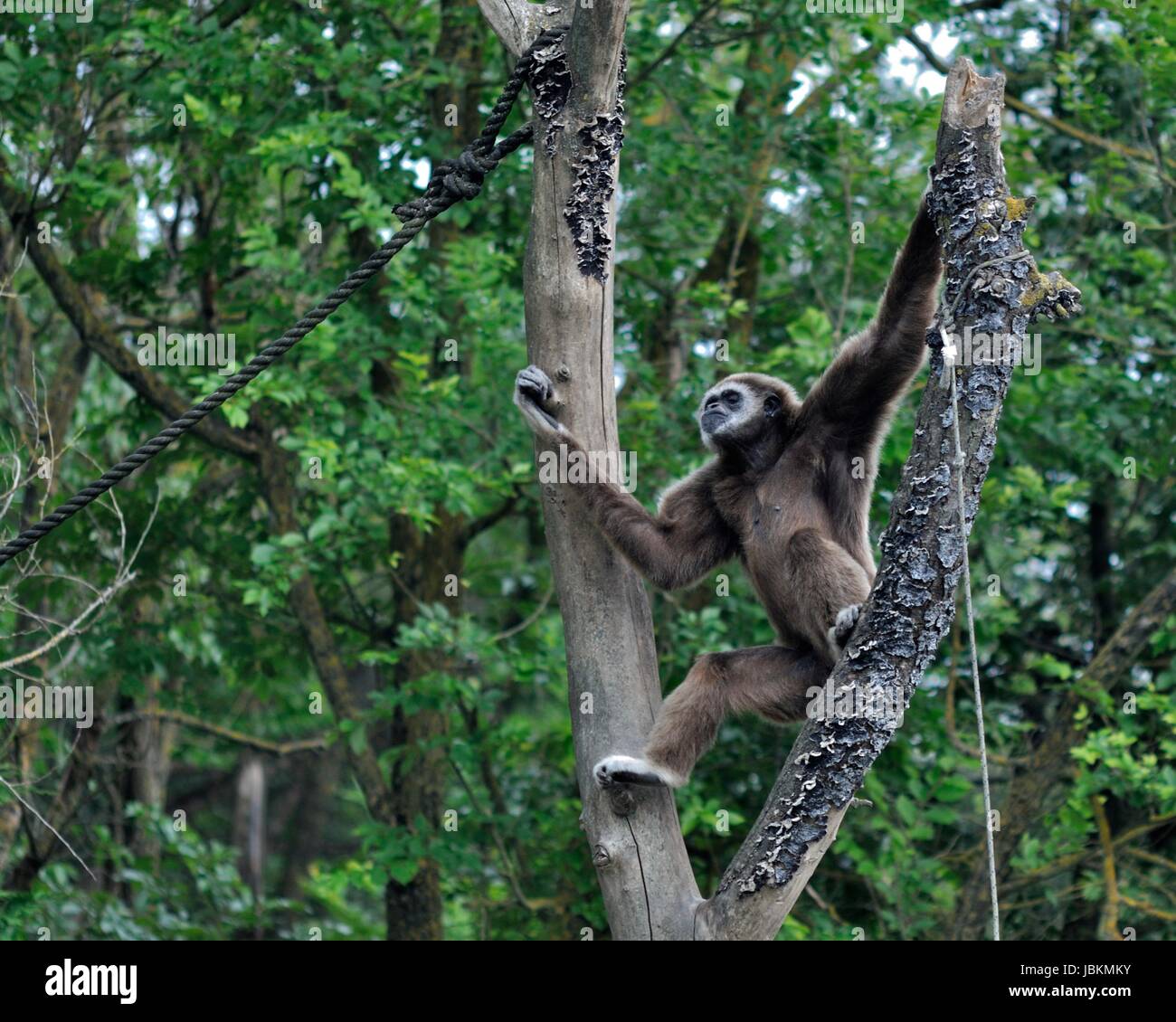 Brachiation hi-res stock photography and images - Alamy