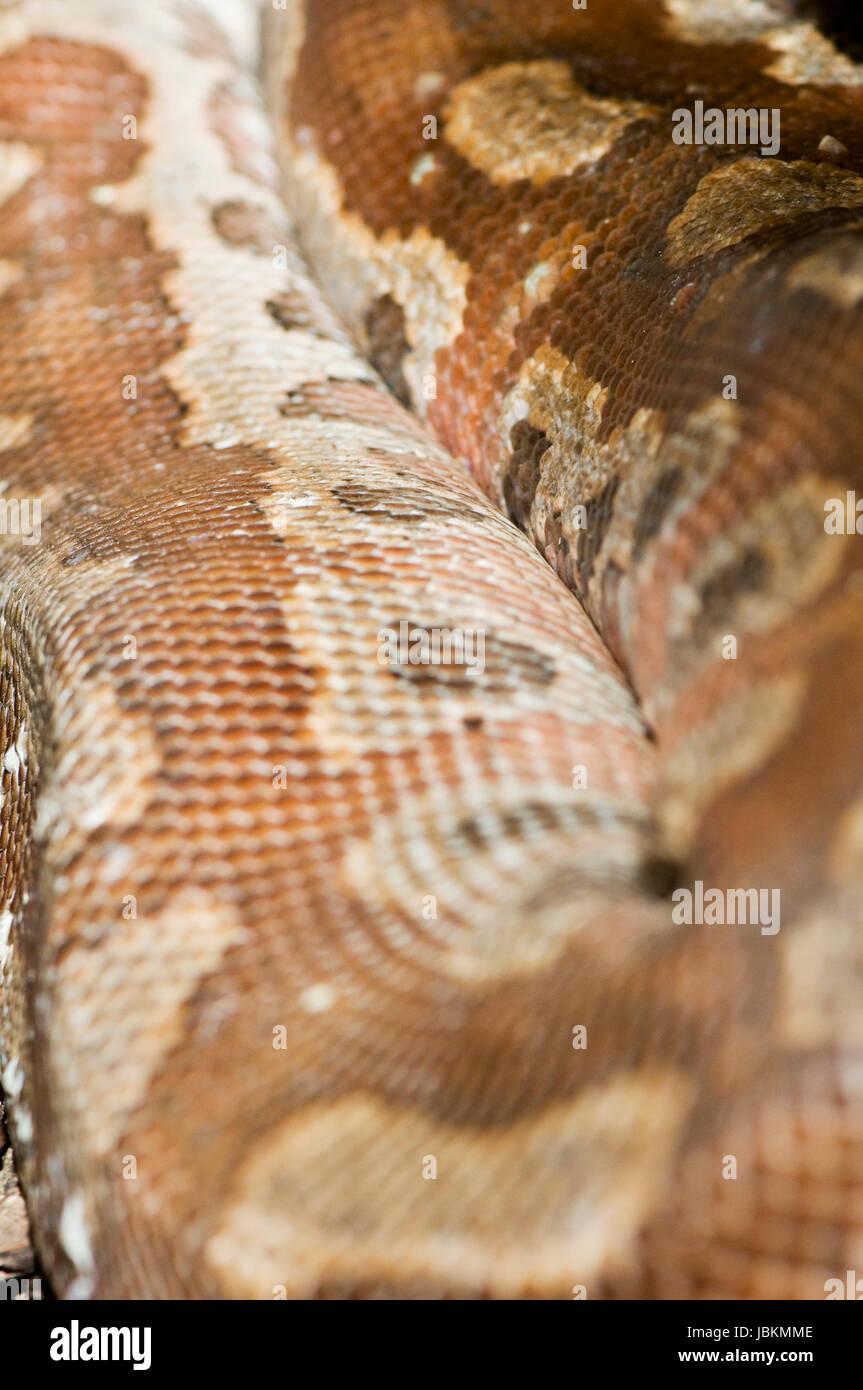 Curtus hi-res stock photography and images - Alamy