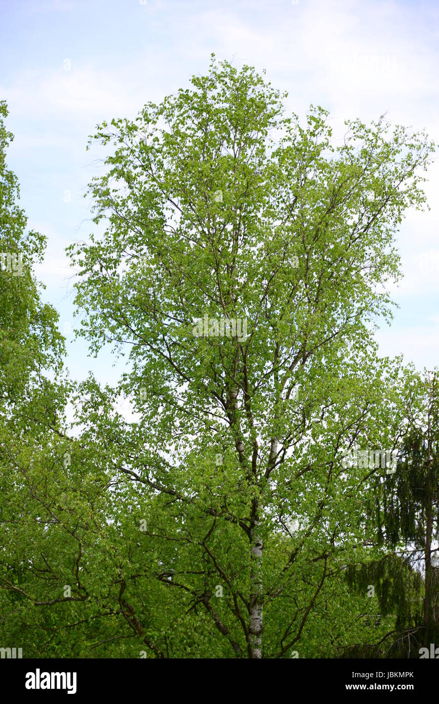 spring in the forest - fresh green leaves Stock Photo - Alamy