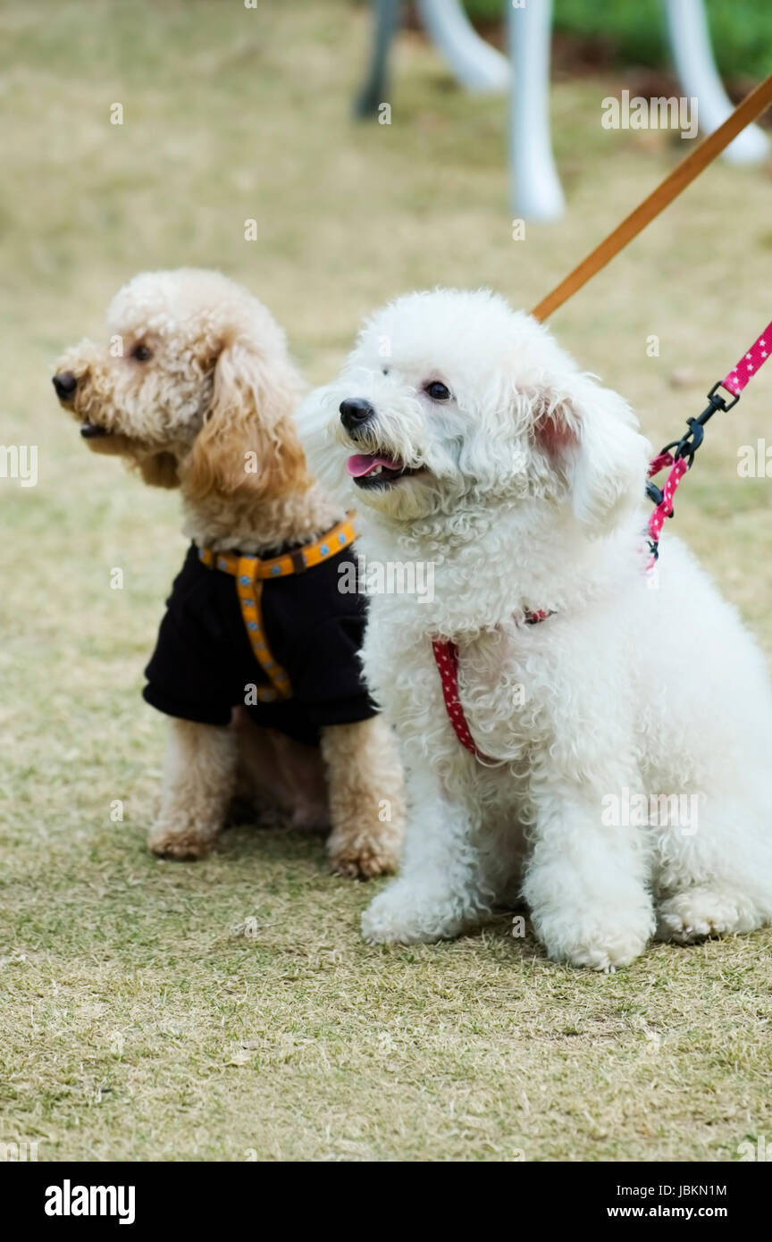 Two adorable dogs sitting in lawn side by side Stock Photo - Alamy