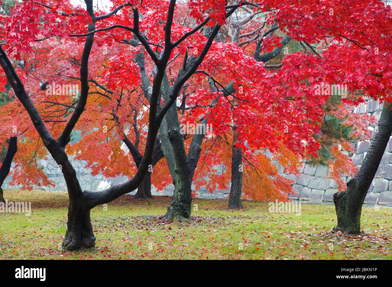 The red maple trees in japanese garden Stock Photo - Alamy